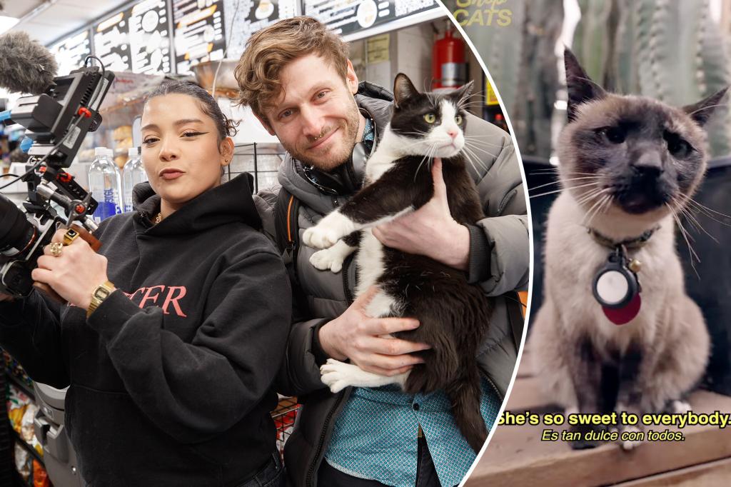 Feline Fame: How NYC's Bodega Cats Captivated TikTok Audiences
