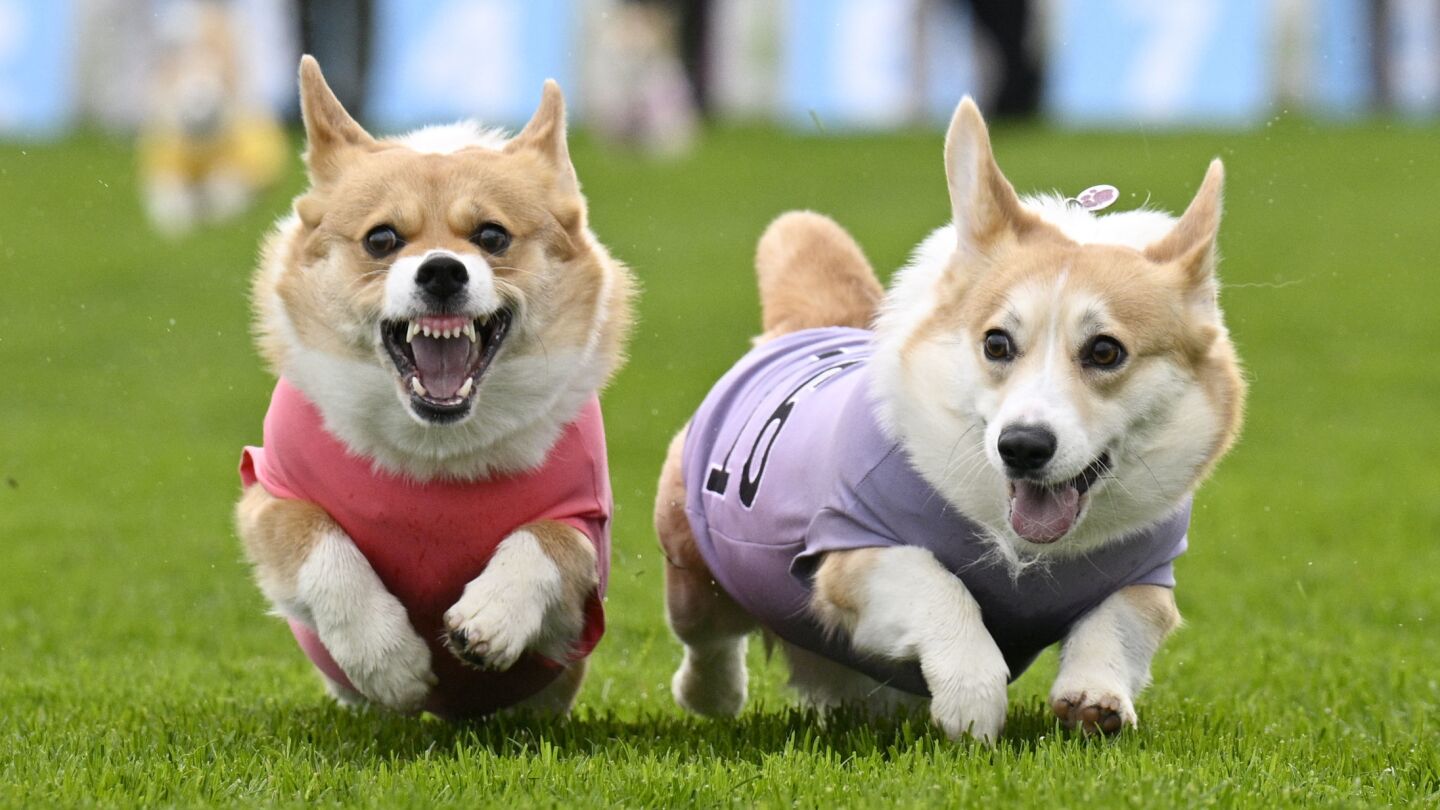 Corgi Derby: A Royal Race for Glory and Tradition