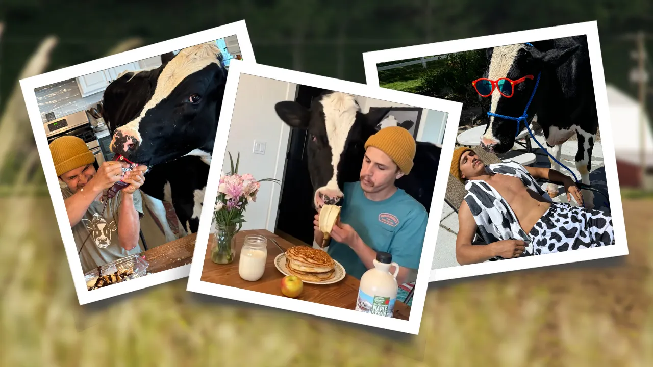 How a Viral Cow is Flipping Pancakes and Capturing Hearts Online